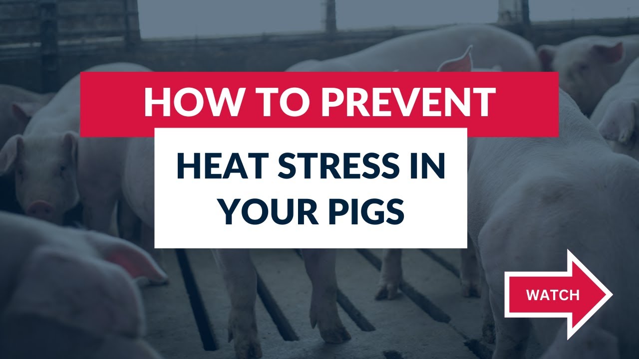 How To Prevent Heat Stress in Your Pigs - YouTube