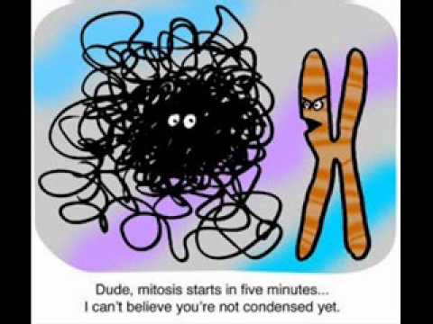 fun bio project chromosomes and meiosis - YouTube