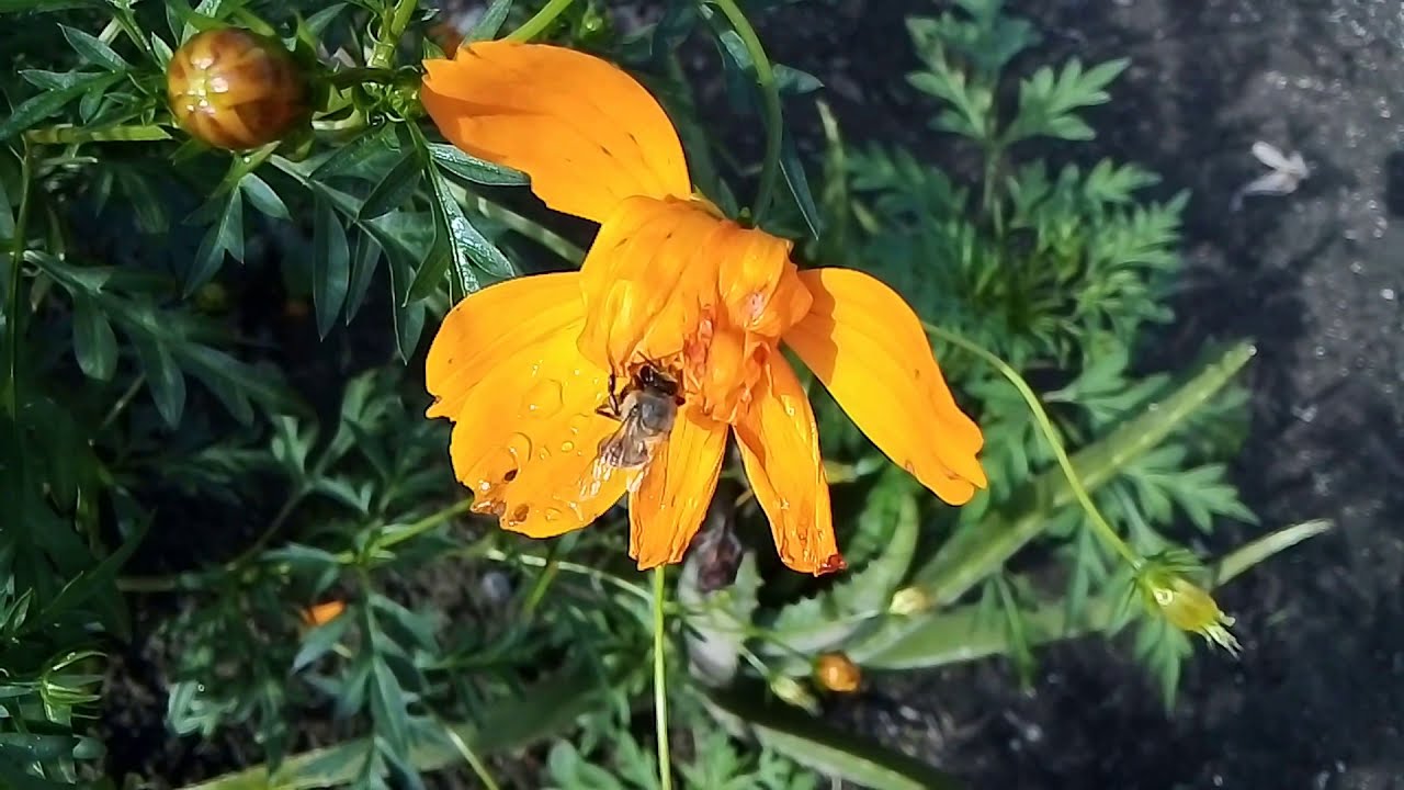 Cricket, Bee & Flowers - YouTube