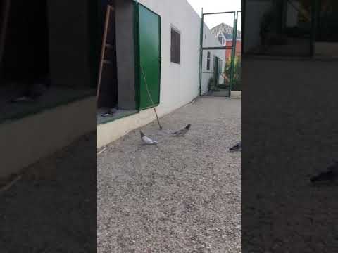 HACİ ELFAĞA ƏMİ N QUŞLAR  SATİLİR