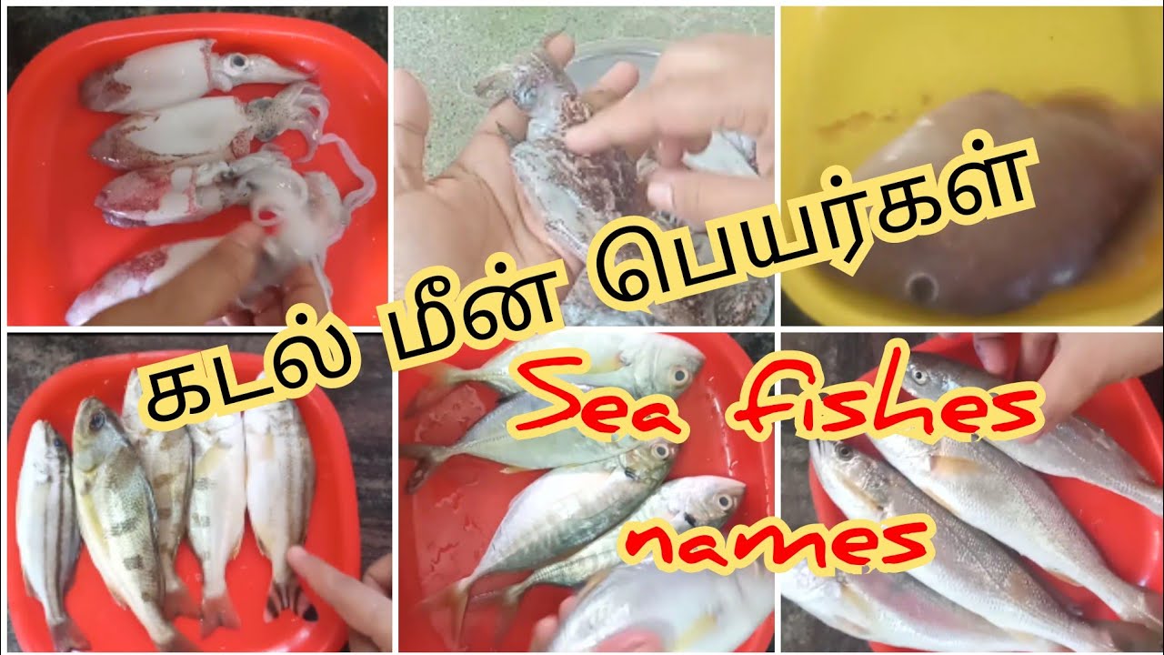 கடல் மீன்கள்/கடல் மீன் பெயர்கள்/கடல் மீன் வகைகள் fishes/Types of sea ...
