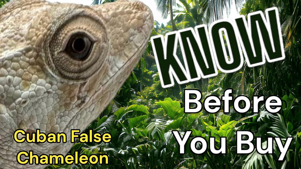 What you need to know before you buy a Cuban False Chameleon! #reptiles ...