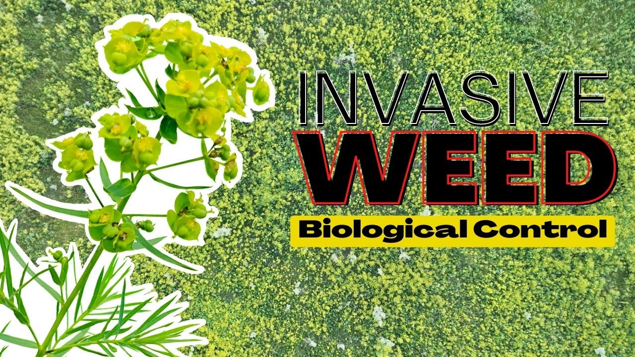Leafy Spurge Beetle Collection | Biological Weed Control - YouTube
