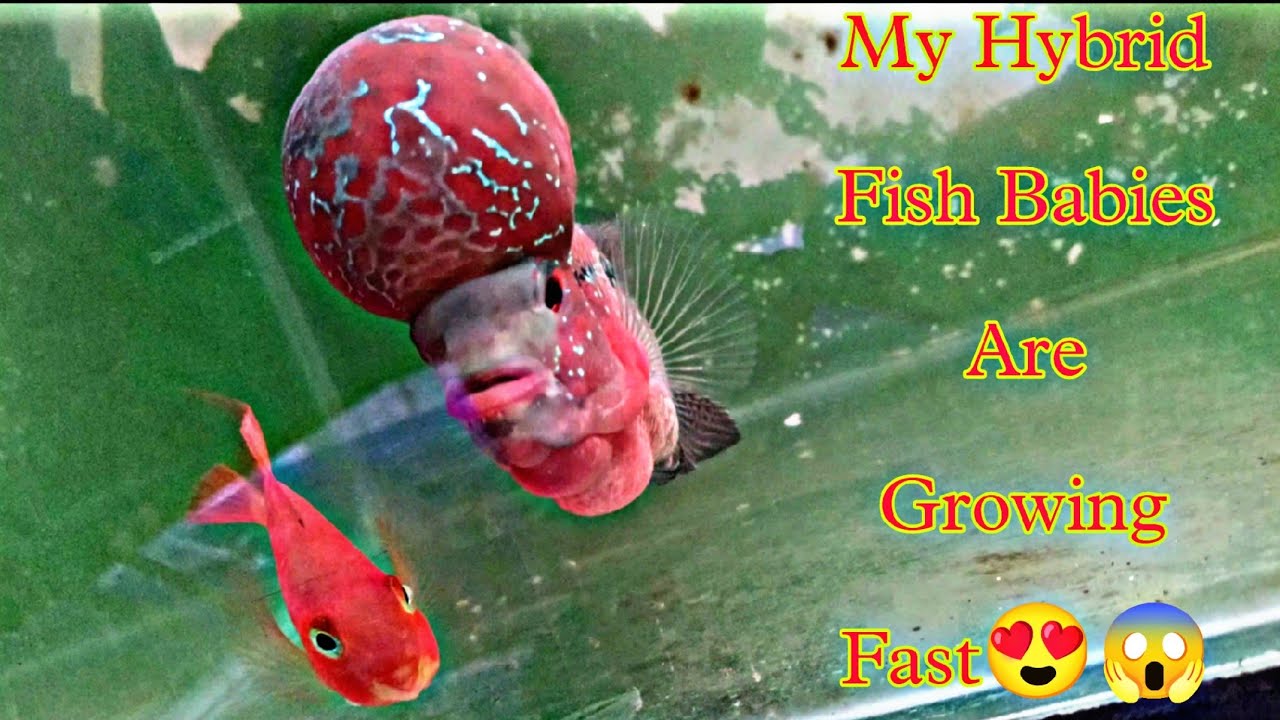 Flowerhorn x Parrot Fish Baby Update | My Hybrid Fish Babies Are ...