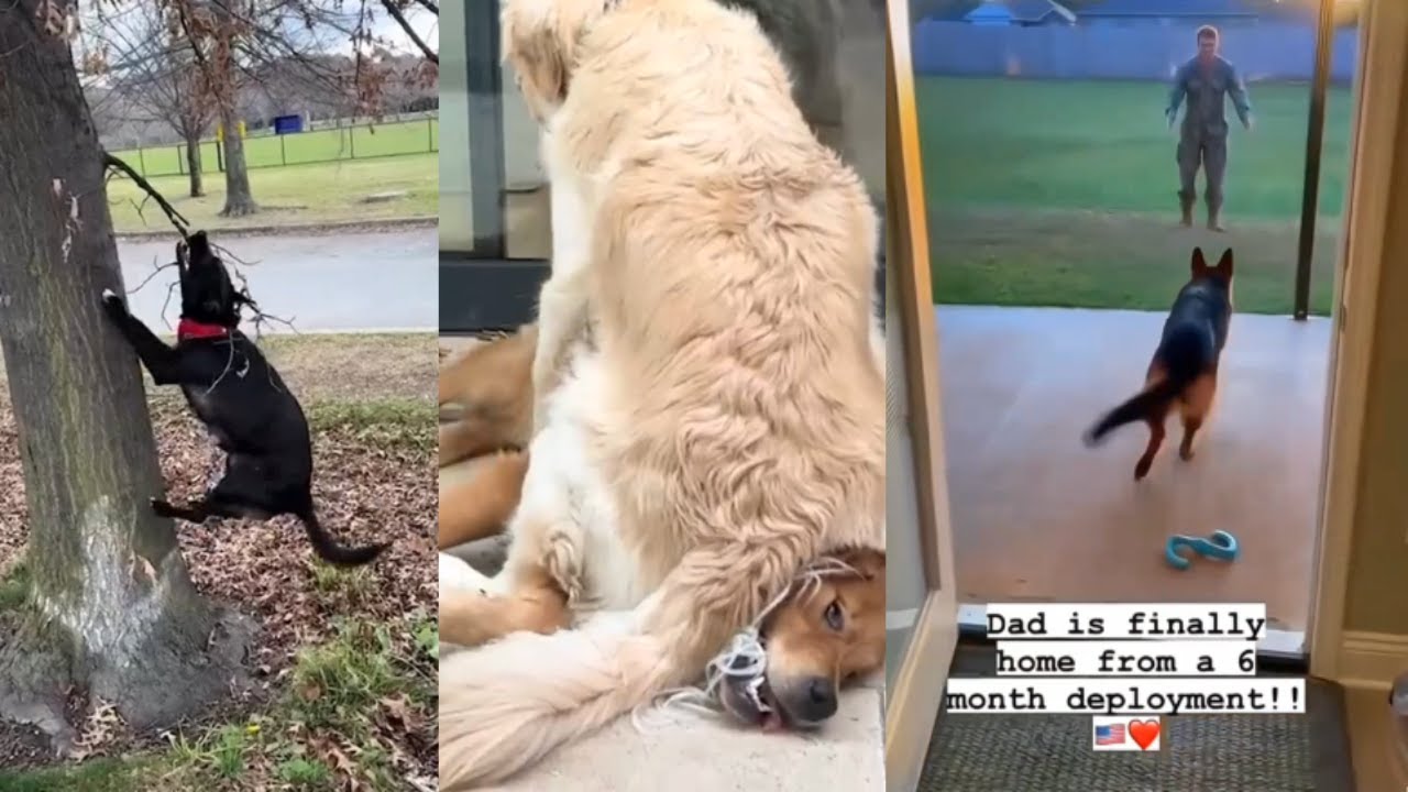 Dogs Making Us Laugh and Cry Happy Tears - Dog Video Compilation #8 ...