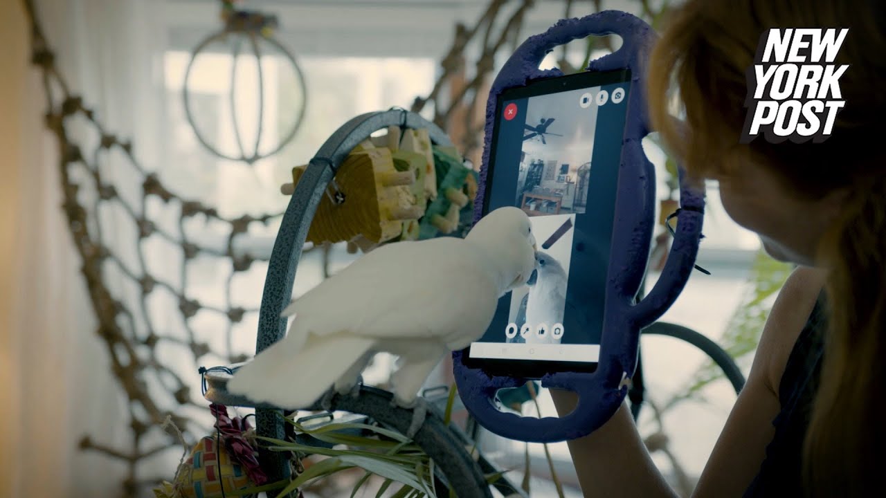 Parrots learn to make friends via video calls: study | New York Post ...