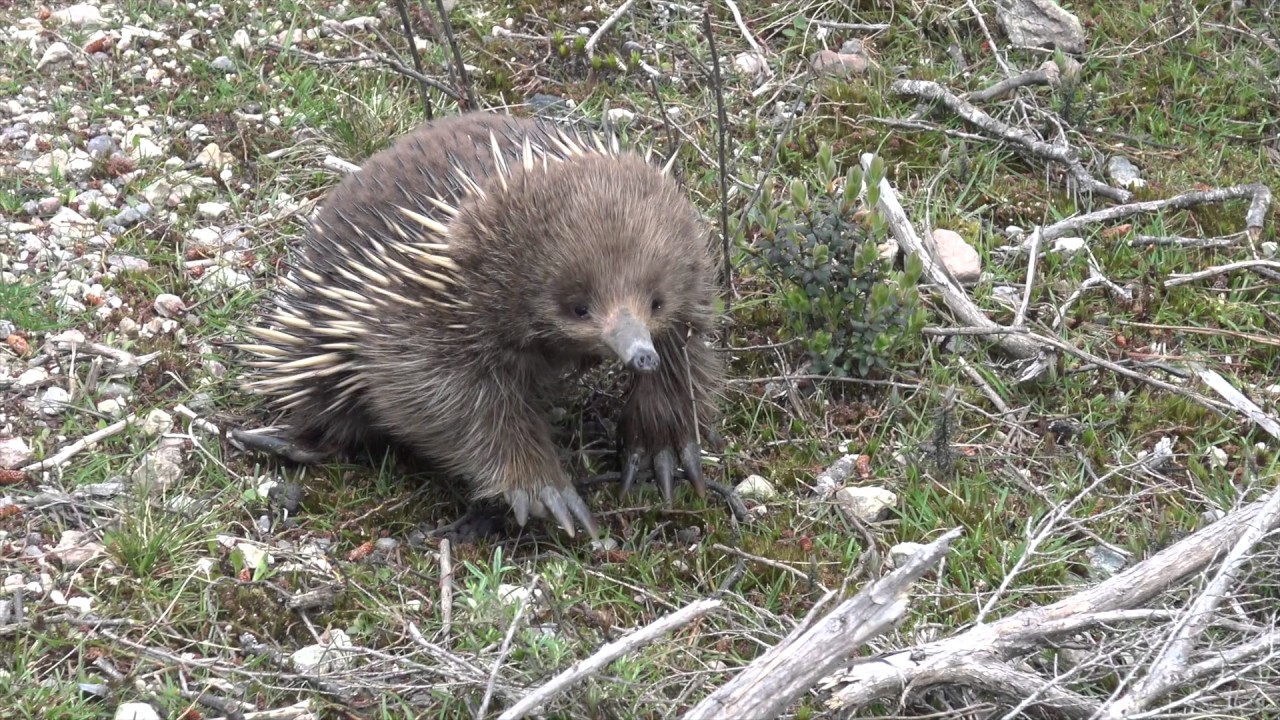 Winterbrook Falls Echidna - YouTube