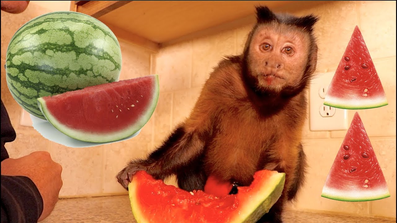Capuchin Monkey LOVES Juicy Watermelon! - YouTube