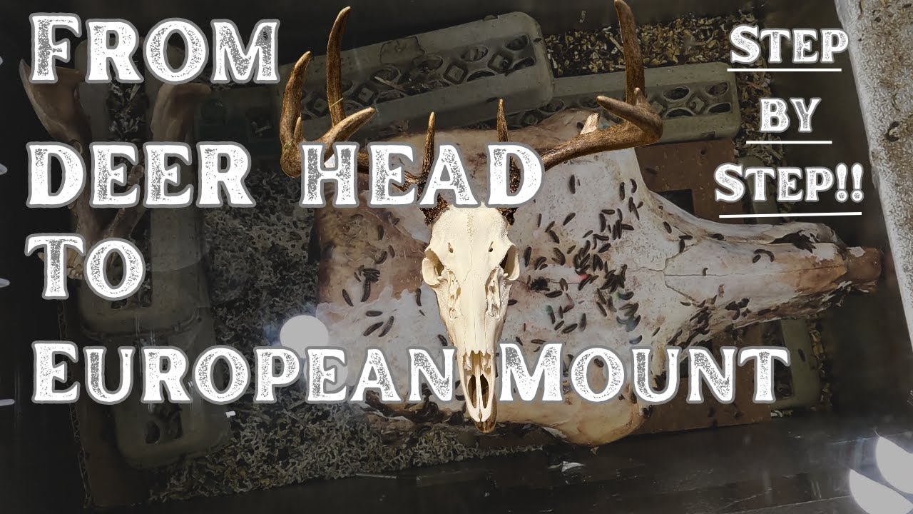 Step-by-Step: Creating a European Deer Mount with Beetles - YouTube