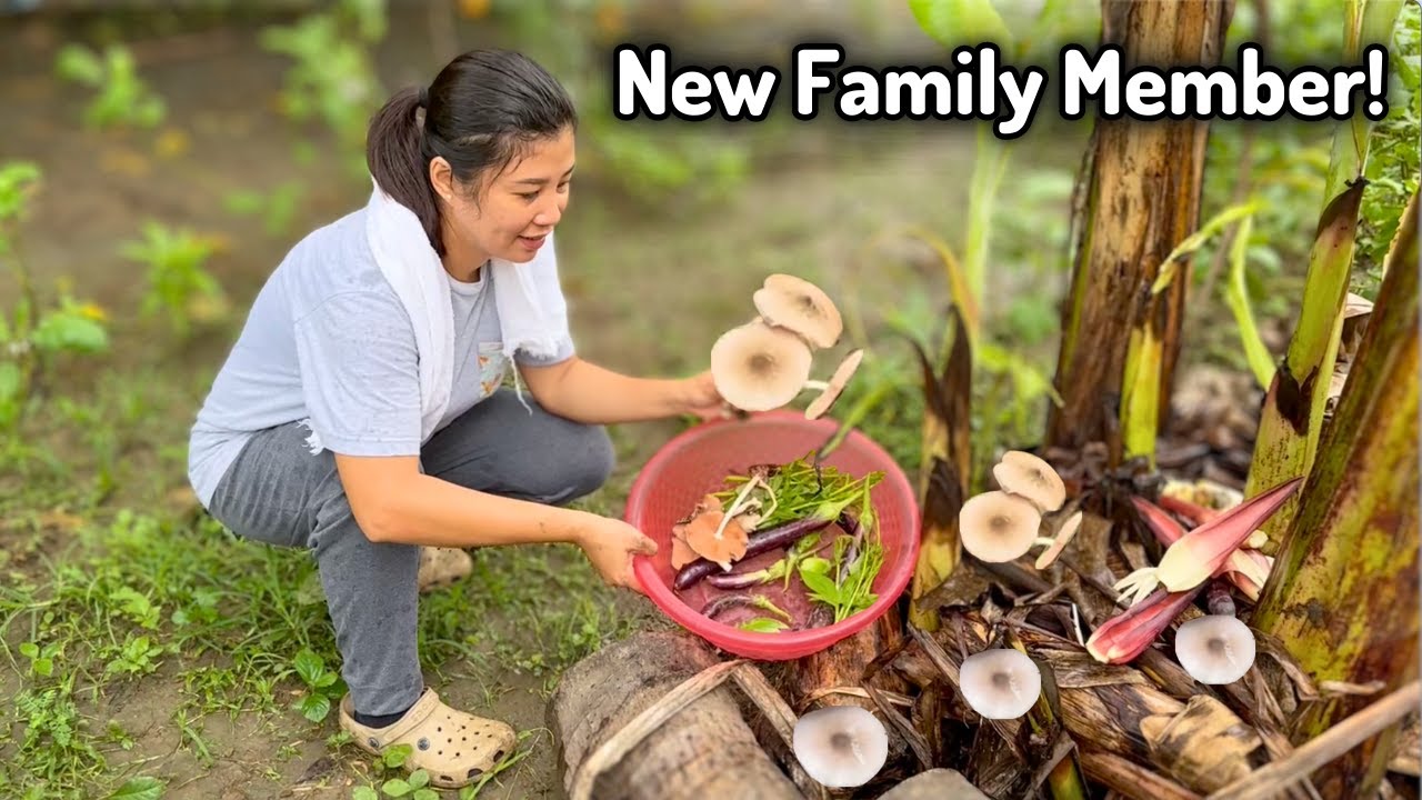 FARM to TABLE: Libreng Ulam sa Bakuran at Kabuteng Saging | PROVINCE ...