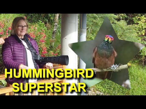 A Hummingbird with a Rainbow on its Head???