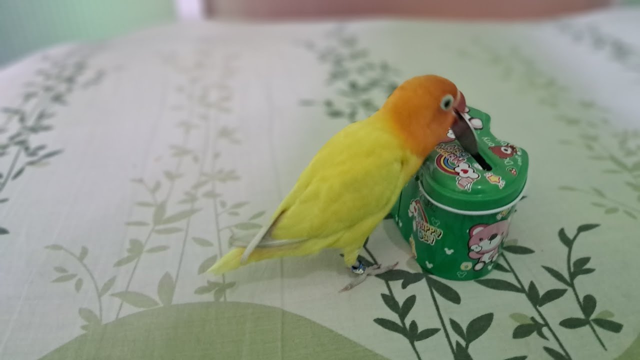 Smart love bird|Coin game|Raian's Tricks. - YouTube