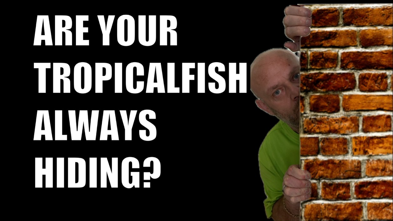 Boost Your Fishes Confidence: The Role Of Dither Fish In The Freshwater ...