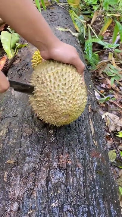TUTORIAL BELAH DUREN YANG BENER ‼️⁉️ #duren #durian #belahduren #tutorial #shorts #viralvideo # ...