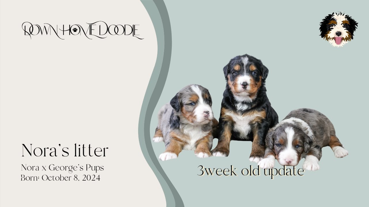 Nora x George's Mini Multigenerational Bernedoodle Puppies | Down Home ...