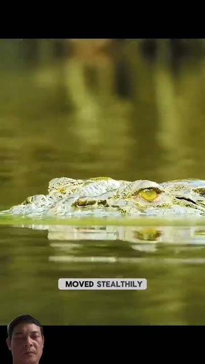 Monkey cross river safely!? #WildlifeVerse #animals #monkey - YouTube