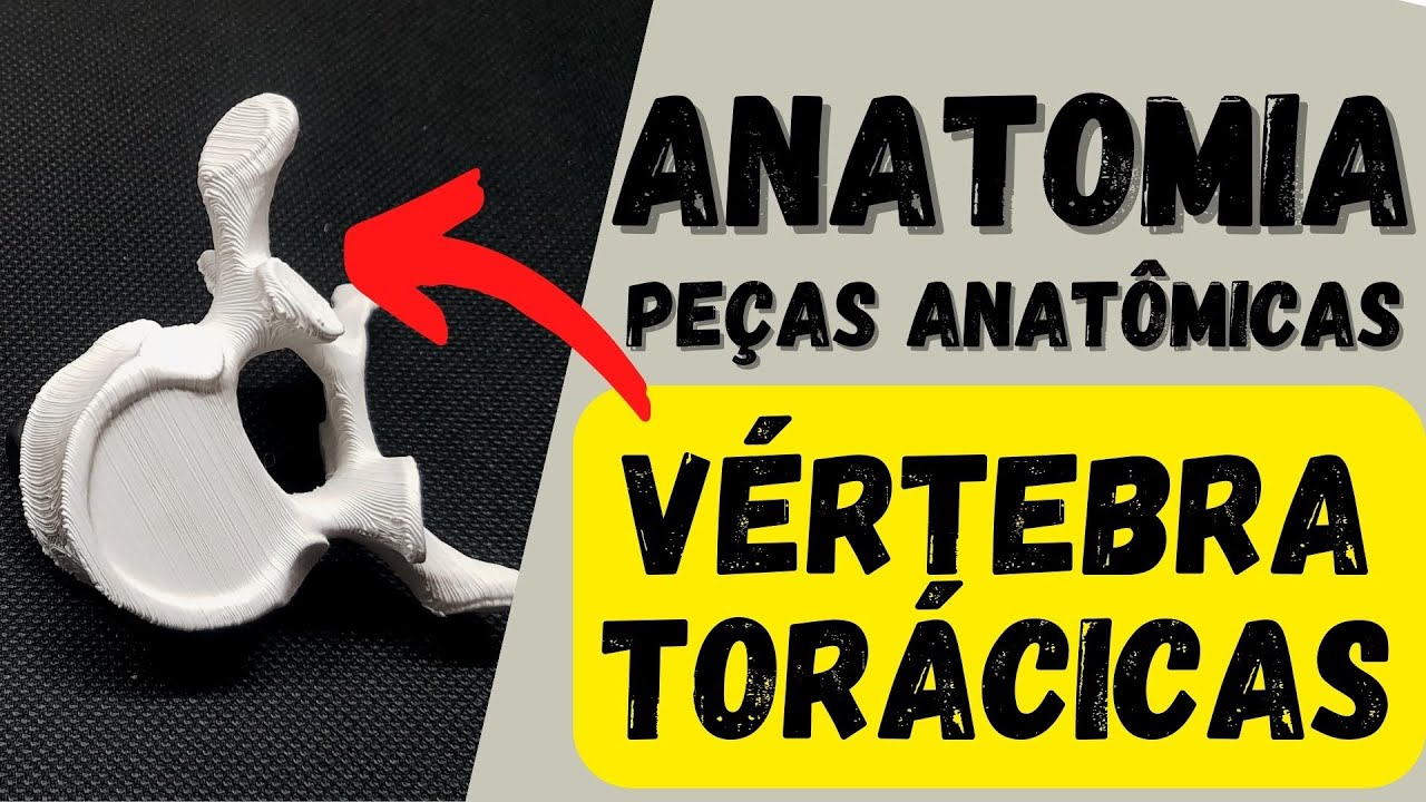 Anatomia Das Vertebras Toracicas Anatomia Da Coluna Vertebral Da Caixa