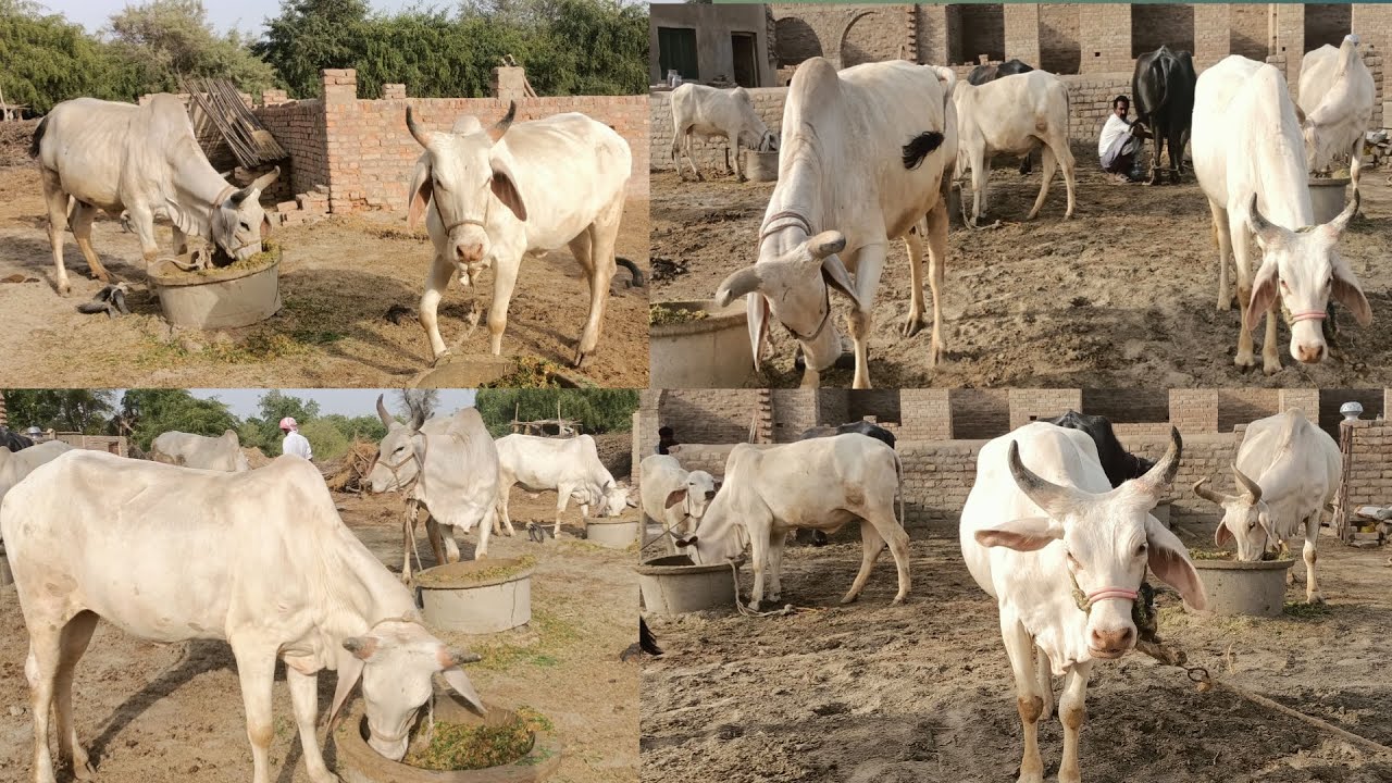 Gulabi nose thari cow - YouTube