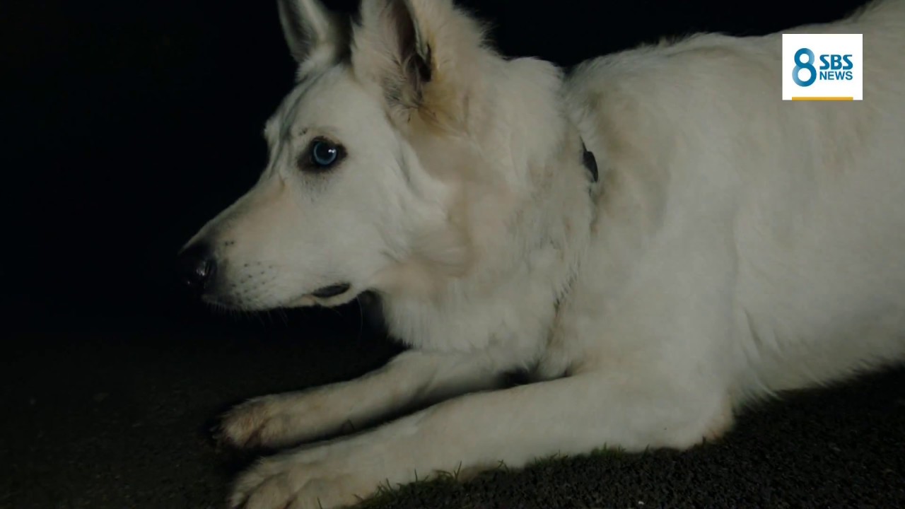 Land Rover Range Rover Velar 2018 Dog commercial (korea) - YouTube