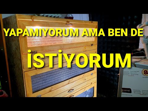 MÜHENDİSİN ANA KUCAĞINDAN İSTİYORUM AMA YAPAMIYORUM DİYENLER BURAYA. 3 GÜNLÜK CİVCİVLER. #tavuk