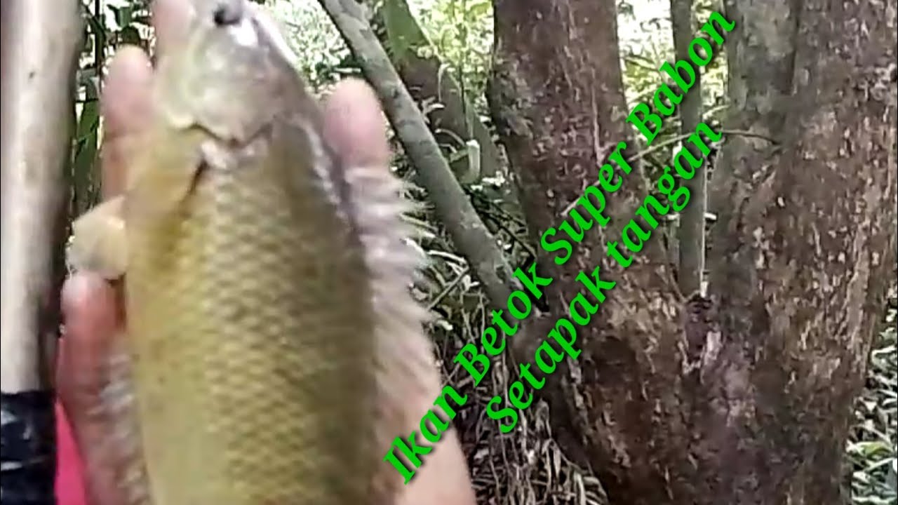 NGERI tarikkan Ikan Betok jumbo dispot rawa hutan kalimantan||Pepuyu ...