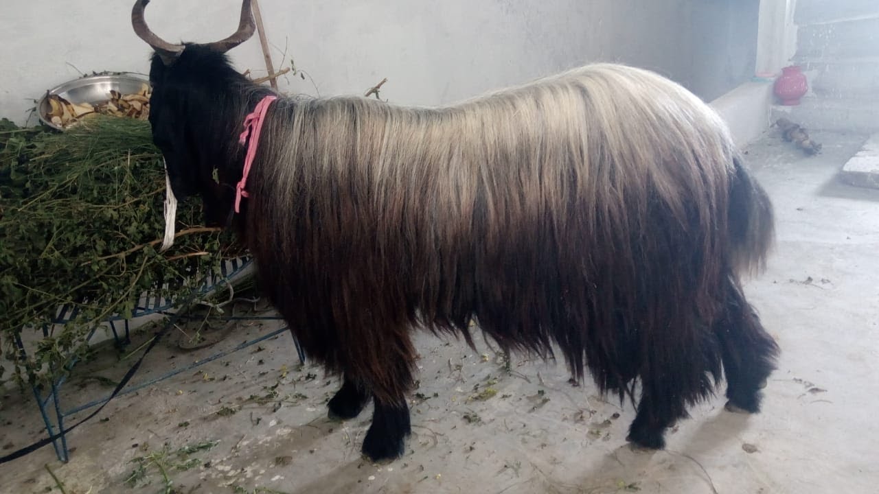 Pahari Bakra 01 08 2020 Eid ul Azha ,Bare Balon Wala Bakra Ahsan Raza ...