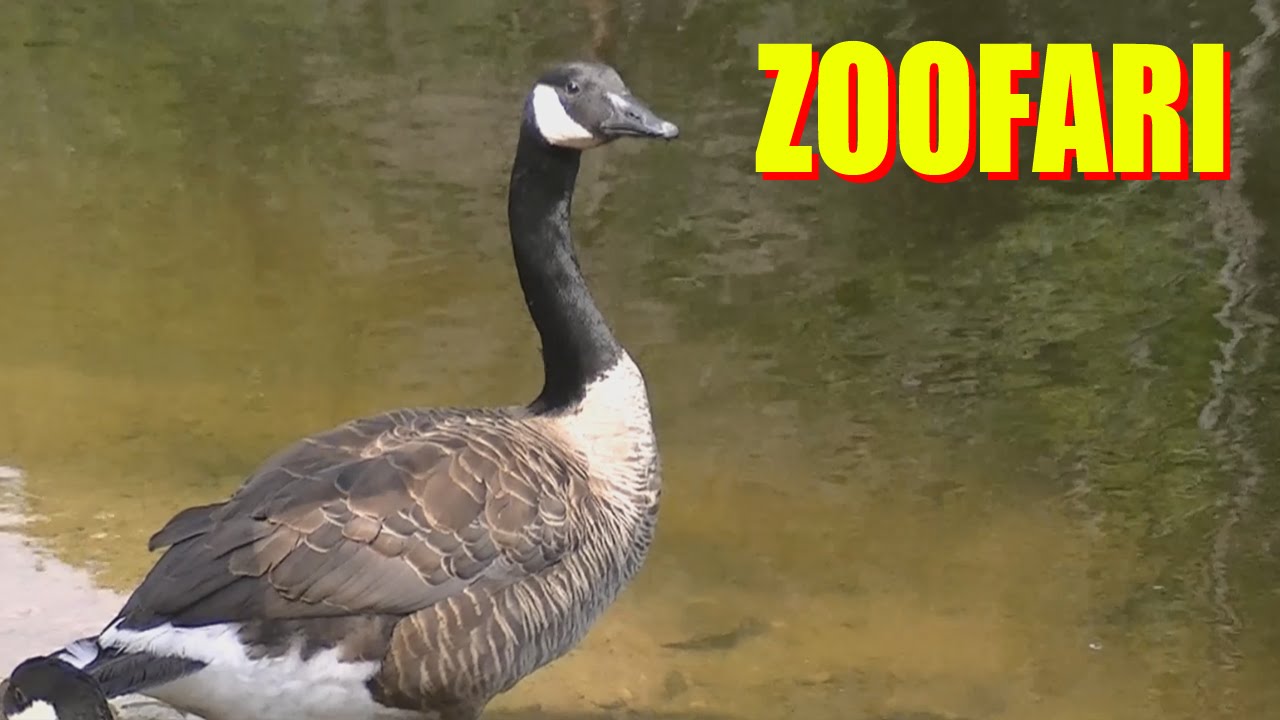Zoofari #3 - YouTube