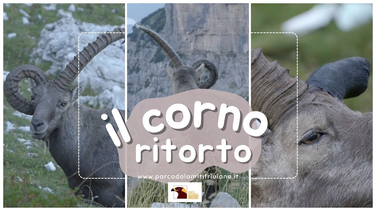 Mark il Selvaggio - la storia dello stambecco dal corno ritorto - YouTube