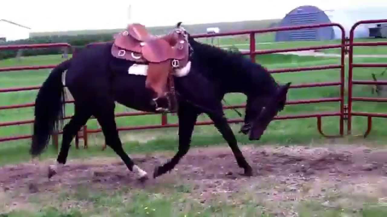 It's All About Blue APHA 2yo longing - YouTube
