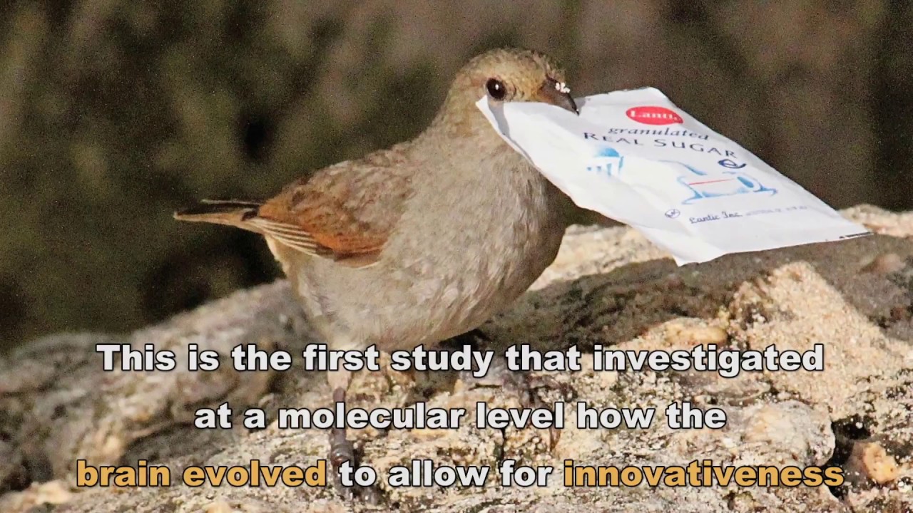 Brain genes related to innovation revealed in birds - YouTube
