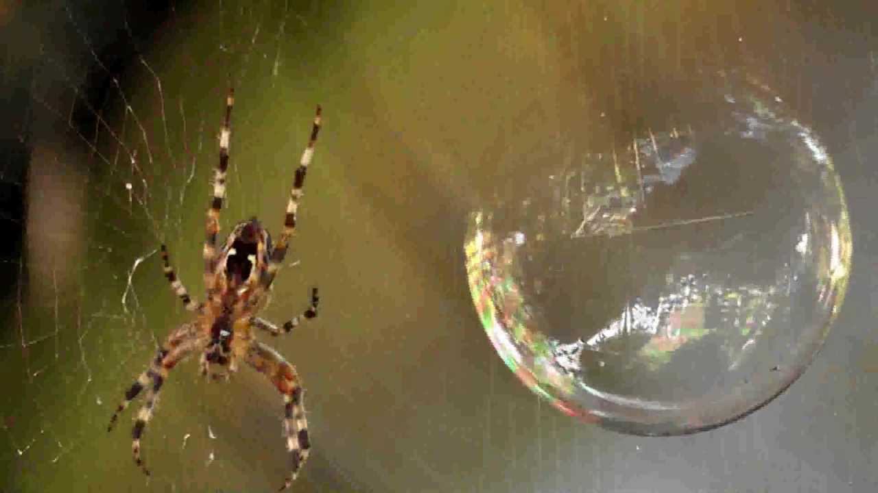 Spider Bubbles - YouTube