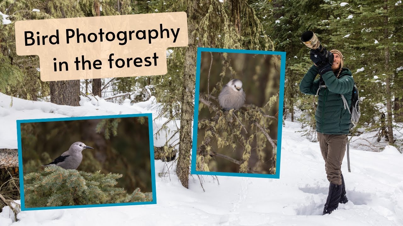 Photographing Birds in the Forest. Winter Bird Photography with some ...