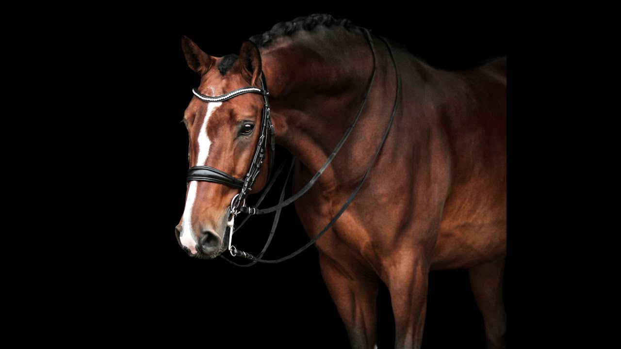 2014 Gelding by Floriscount - YouTube