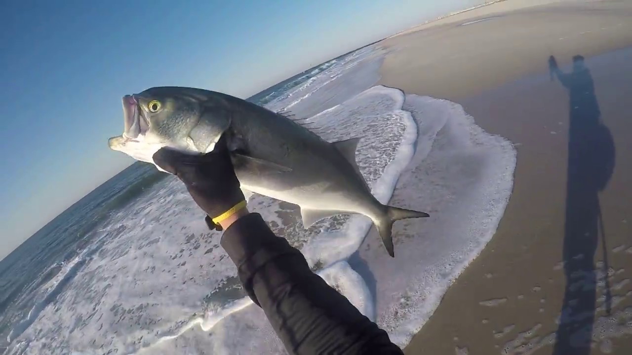 Surfcasting Log 10/18/17 PT 1 - First cast catch! Bluefish! - YouTube