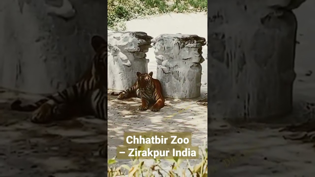Tiger–Chhatbir Zoo #Zoo (Mahendra Chaudhary Zoological Park), Zirakpur ...