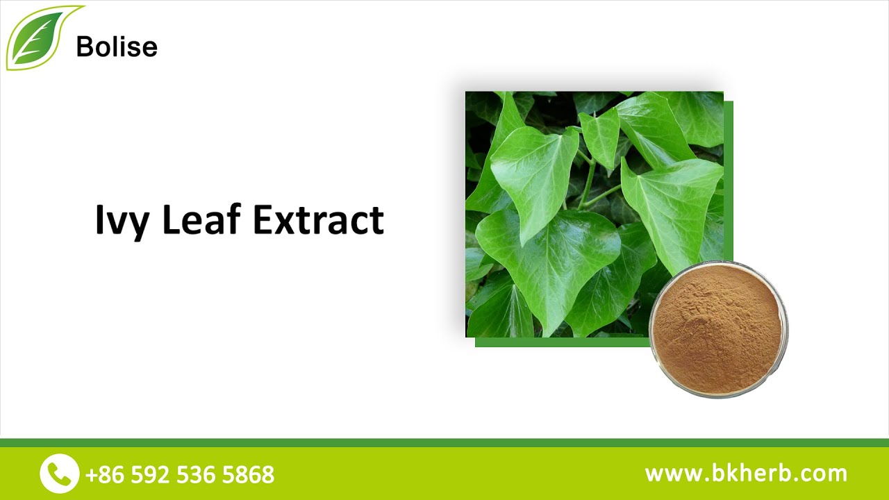 Ivy Leaf Extract(Ivy Powder Extract), Health Benefits, Bulk Buy ...