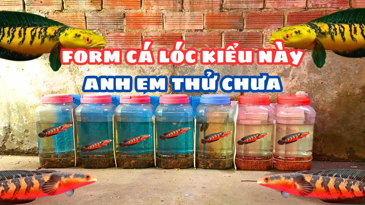 Setup Thêm Keo 10 Lít Đem Cá Lóc Red SEBANGAU Form Ngoài Trời - YouTube