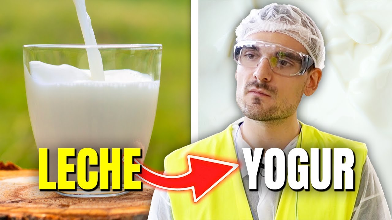 ASÍ se TRANSFORMA la LECHE en YOGUR: Explicado Paso a Paso - YouTube
