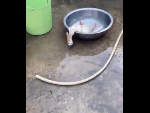 Leğende keyif yapan ördek