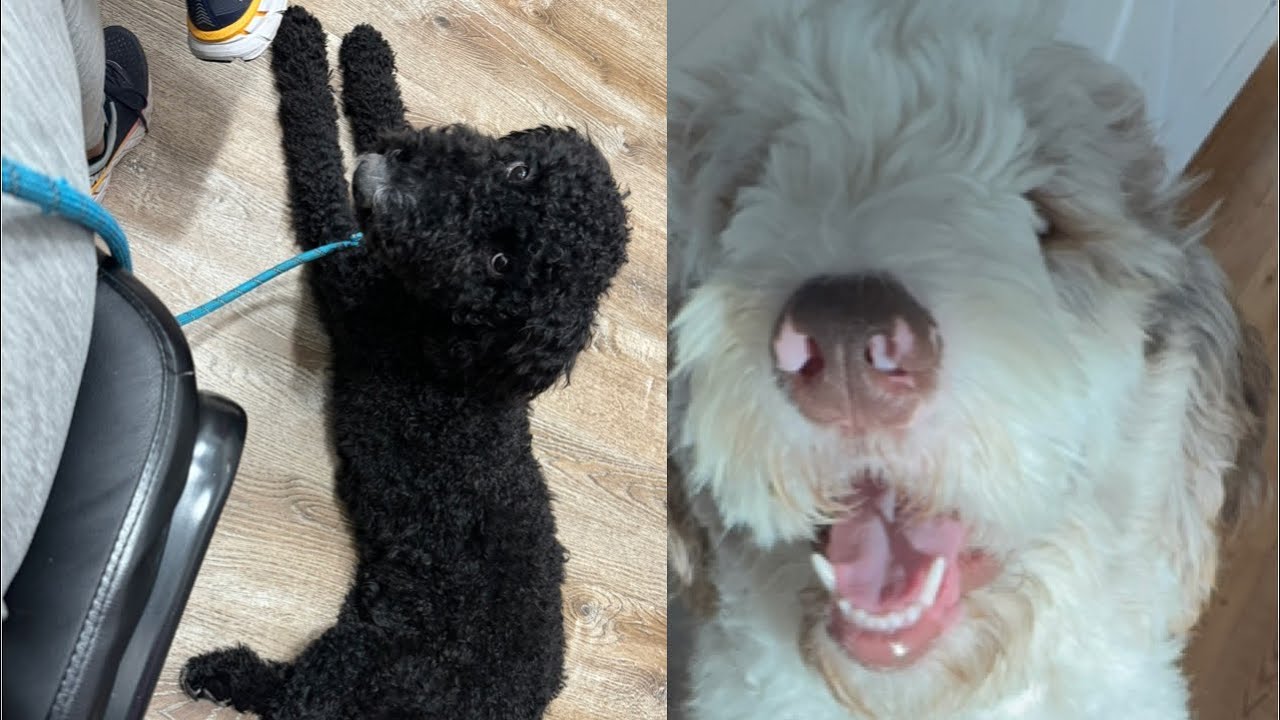 Chaotic Morning With My Dog:A Day in The Life SD 480p - YouTube