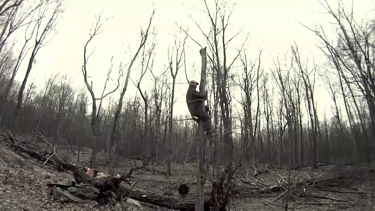 Dendrophile at work - YouTube