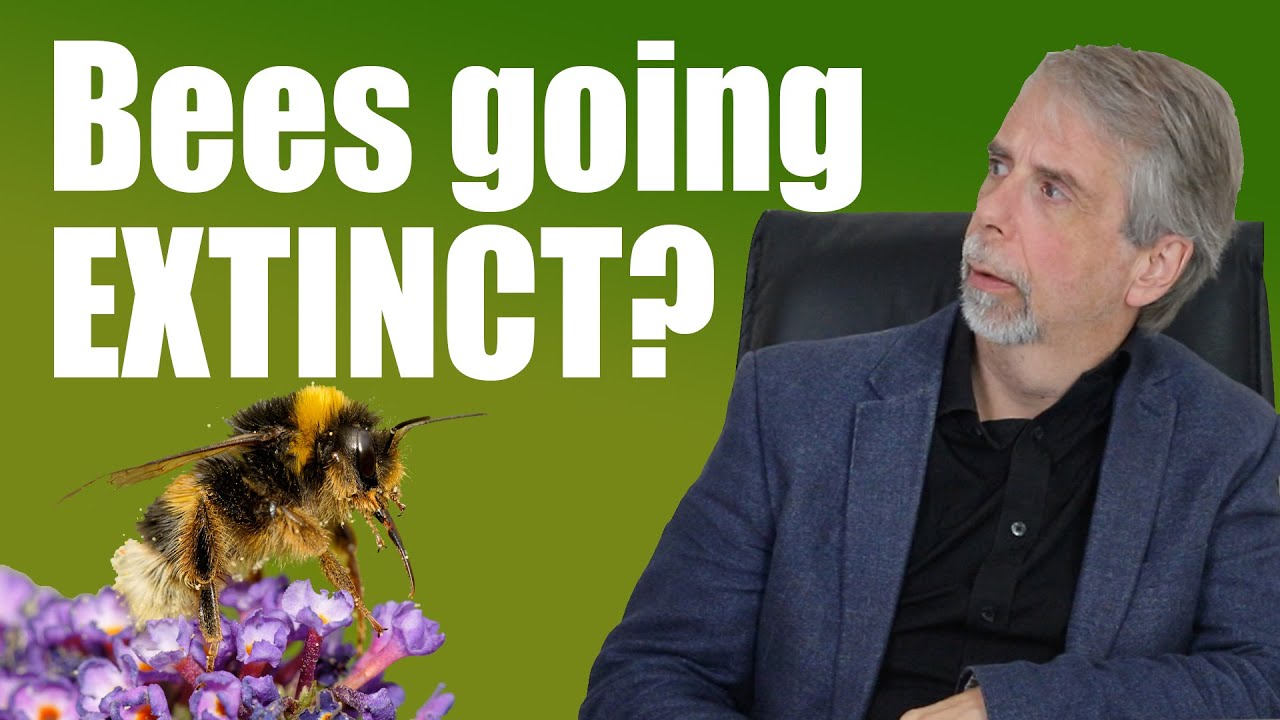 Are bees going extinct? - YouTube