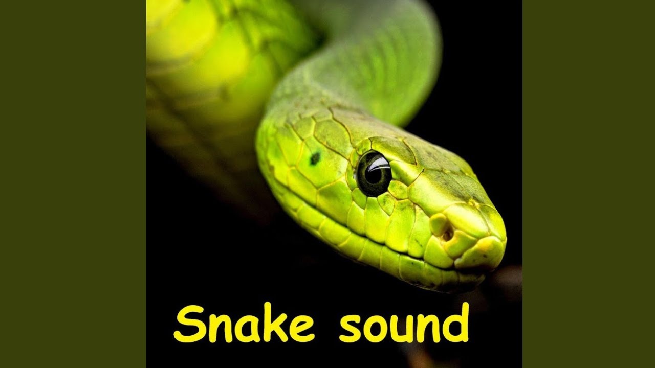 Snake Hiss - Sound Effect (HD) #snake #hissing #snakesound - YouTube