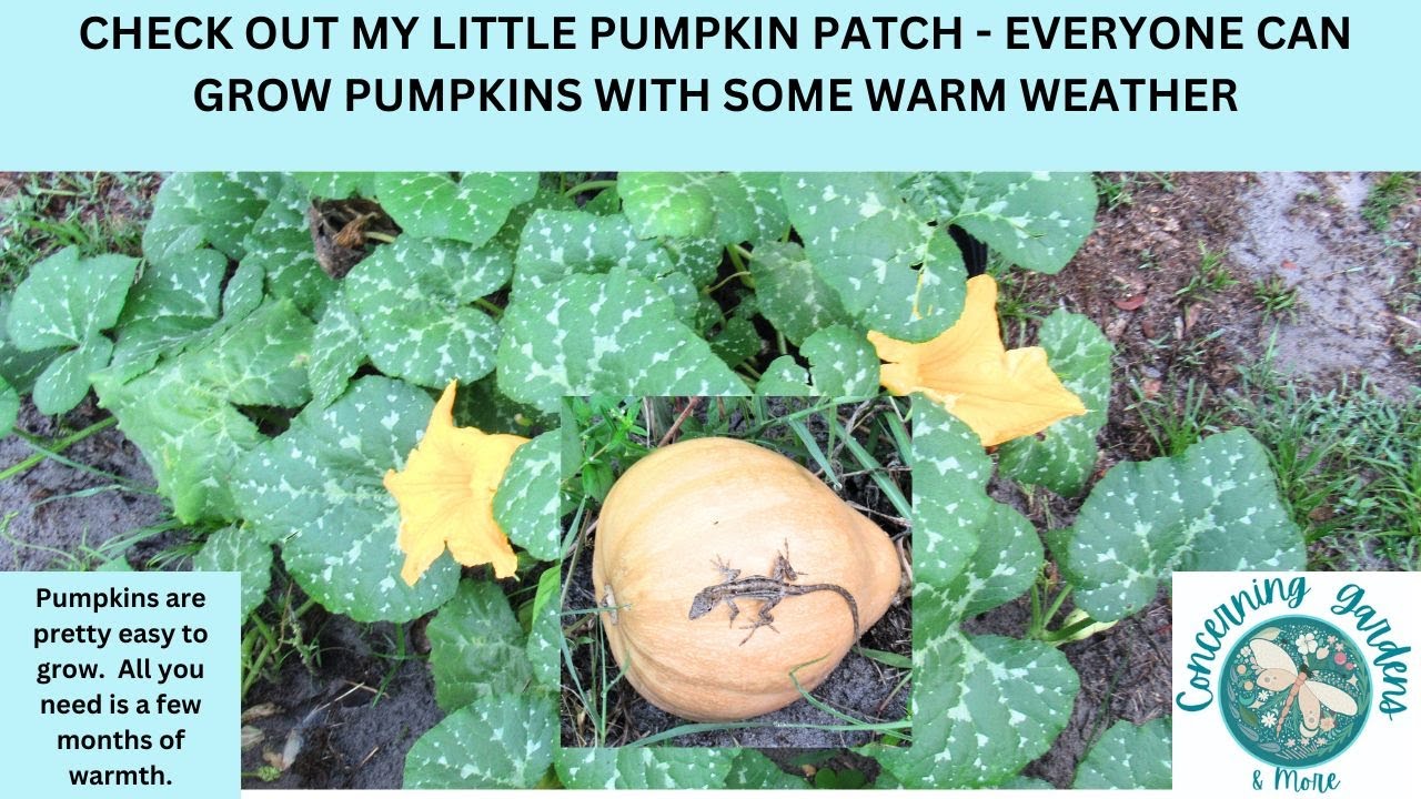 COME VISIT MY LITTLE PUMPKIN PATCH AND LEARN HOW EASY IT IS TO GROW ...