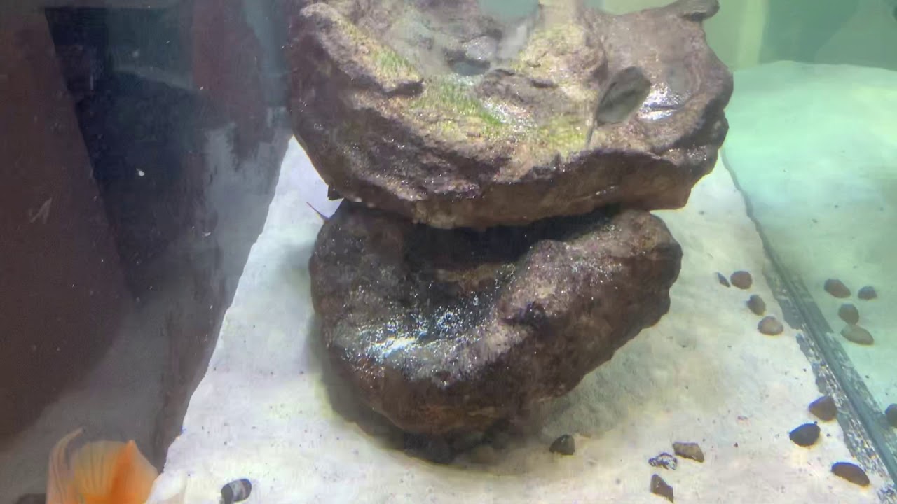 Datnoid Siamese Tiger fish - YouTube