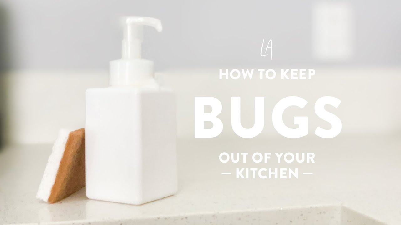 How to keep bugs out of your kitchen - YouTube