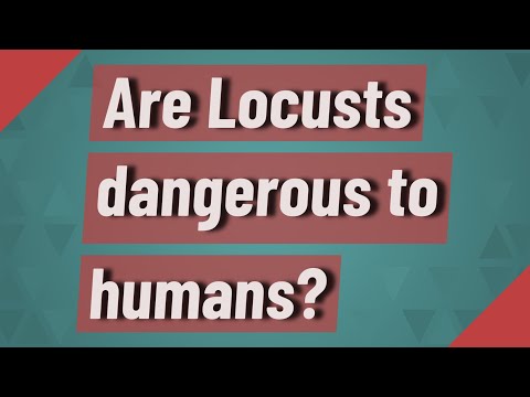 Are Locusts Dangerous For Human