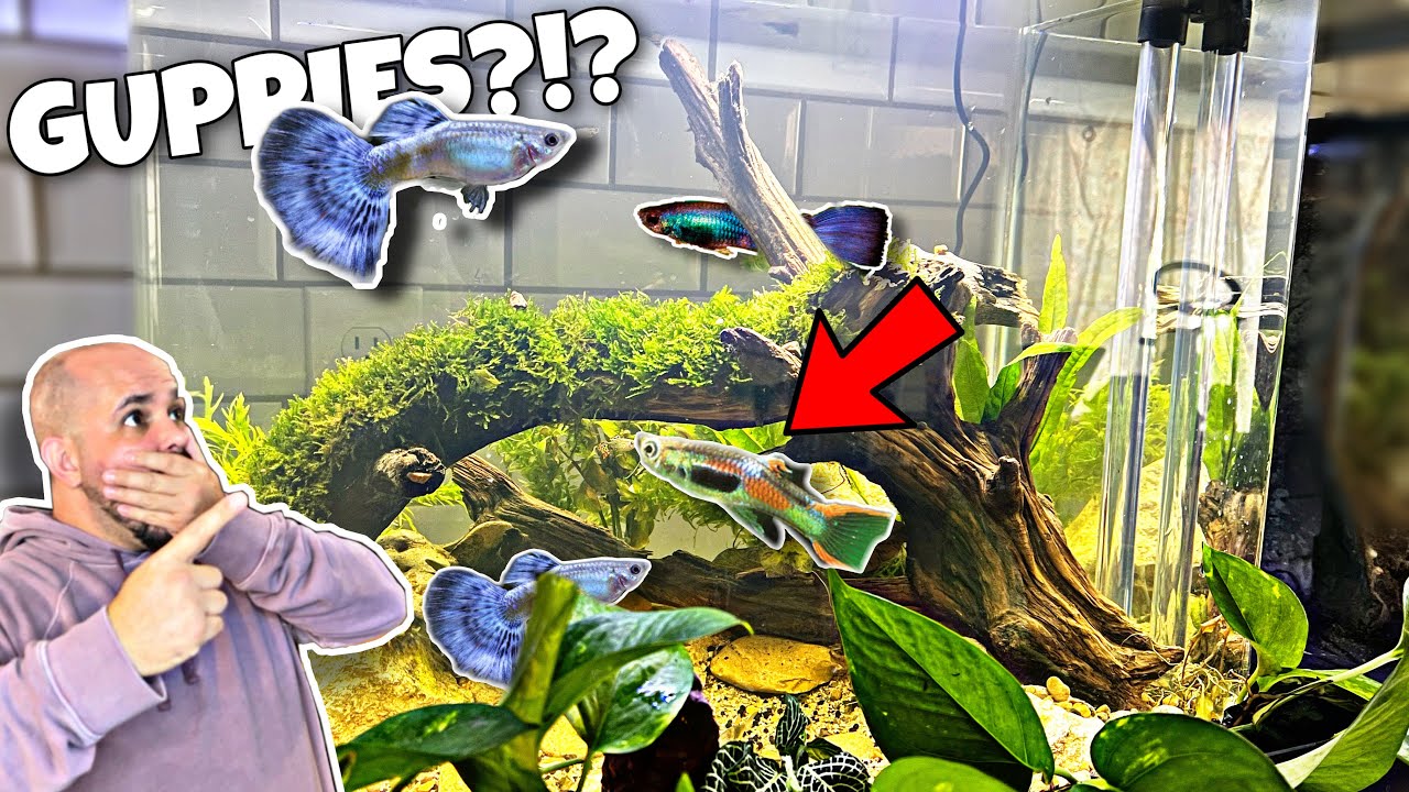 Guppies Get EPIC New Aquarium (Infinity Edge Waterfall) - YouTube