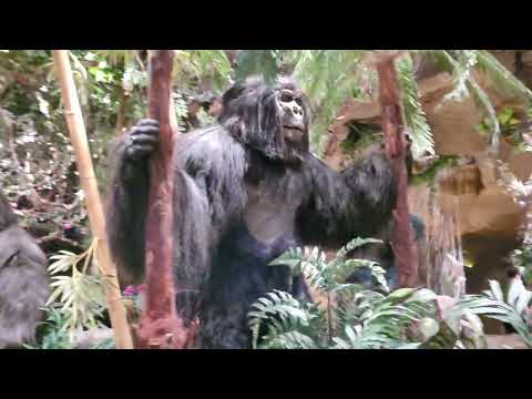 Rainforest Cafe in Disney's Animal Kingdom Park - YouTube