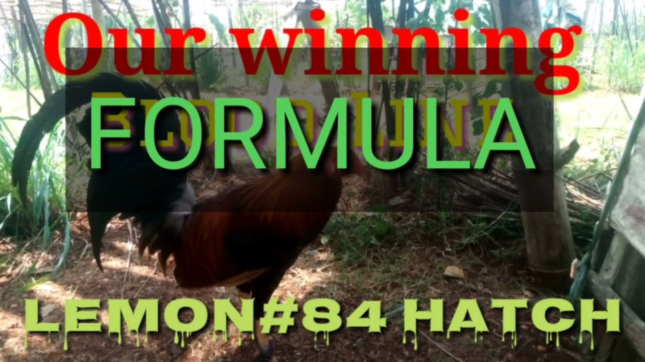 Sabong: Our winning formula || lemon#84/Hatch || stag| #shorts - YouTube